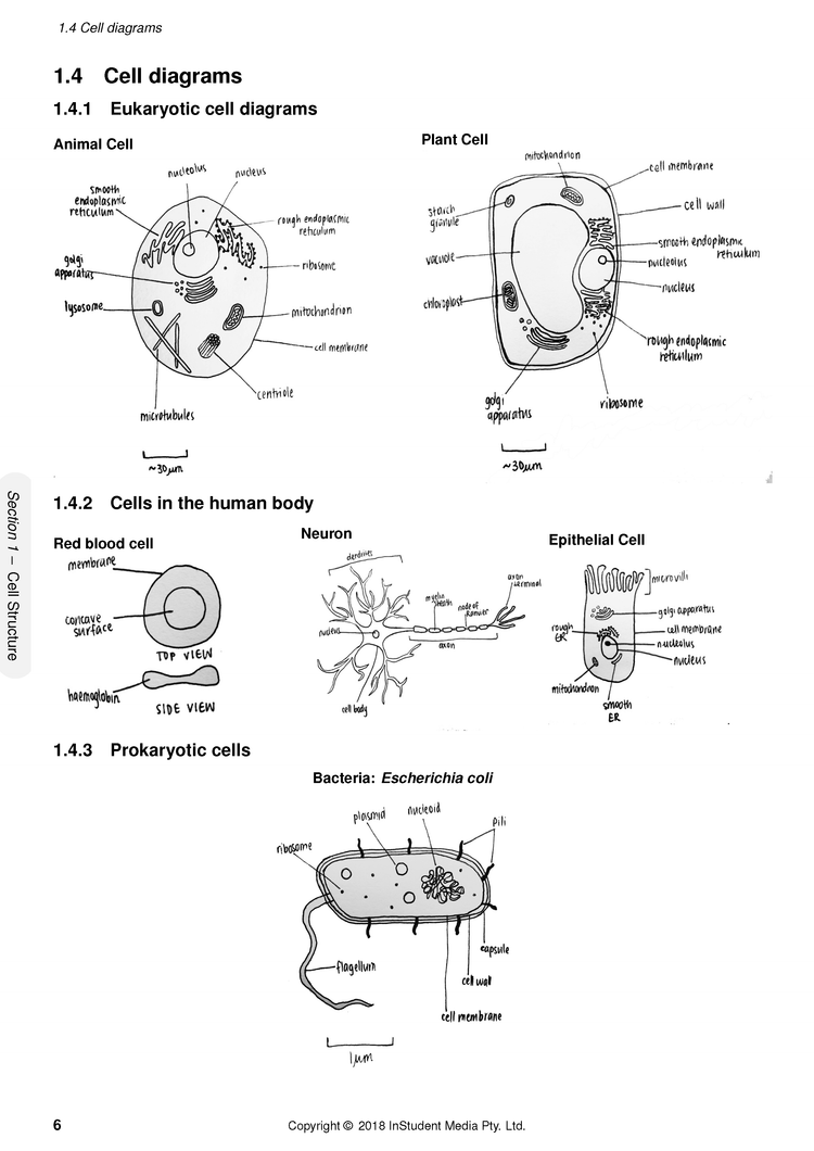 ATAR Notes HSC Year 11 Biology Complete Course Notes